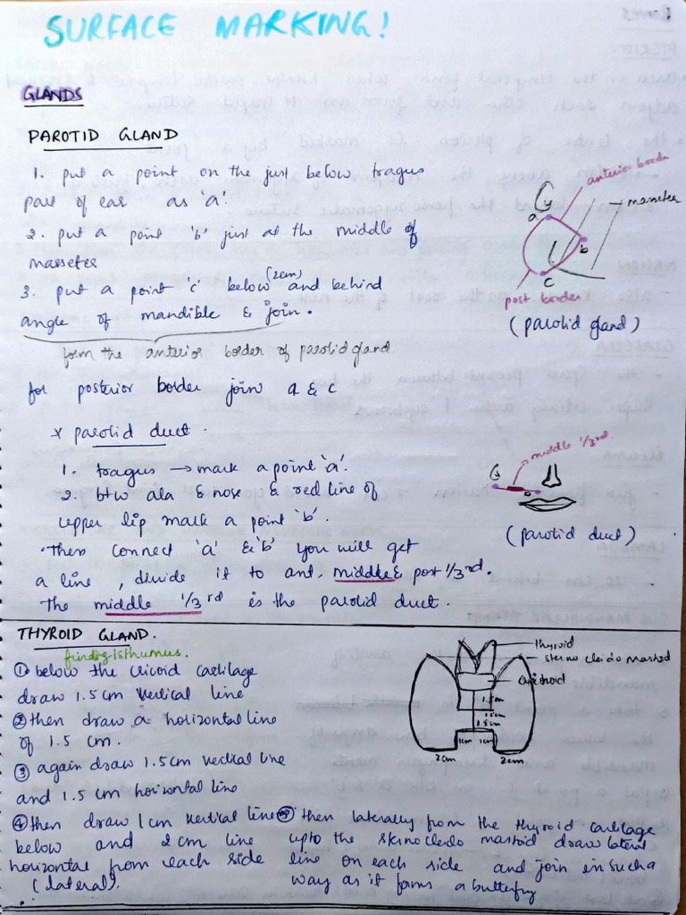 surface marking anatomy | PDF