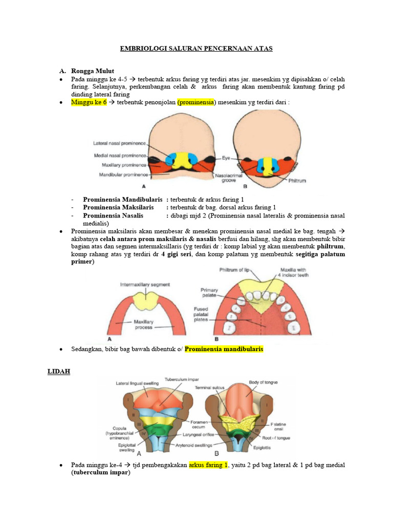 Embriologi Sistem Pencernaan Atas | PDF