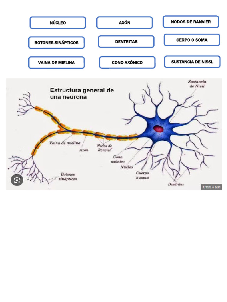 Neurona Multipolar | PDF