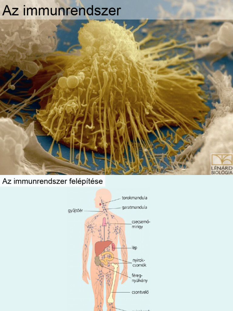 Immunrendszer | PDF