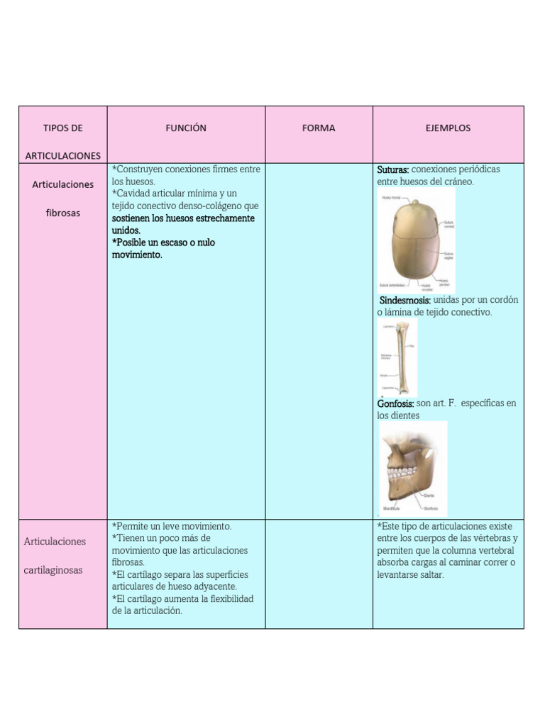 Cuadro de Articulaciones | PDF | Articulación | Sistema esquelético