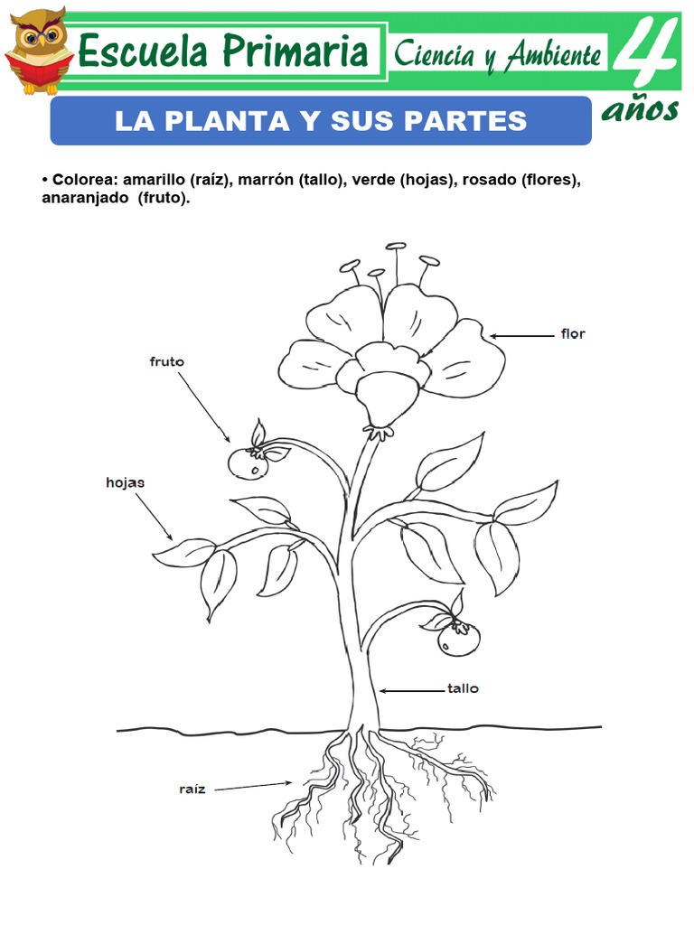 Las Plantas y Sus Partes Para Ninos de Cuatro Anos | PDF