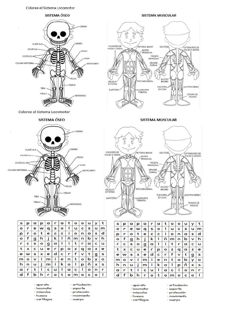 Sistema Locomotor | PDF