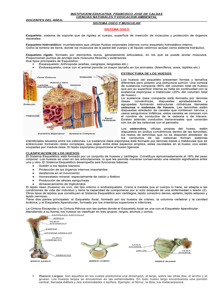 Guia Septimo Sistema Oseo y Muscular | PDF | Hueso | Esqueleto