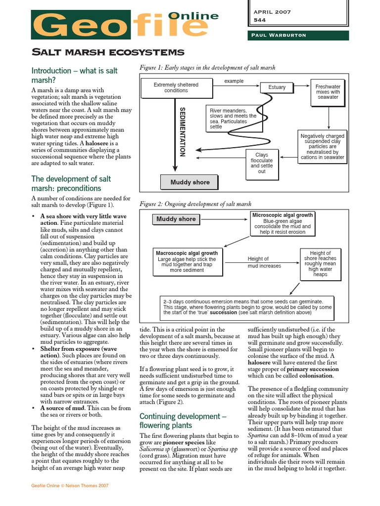 Salt Marsh | PDF | Marsh | Sea