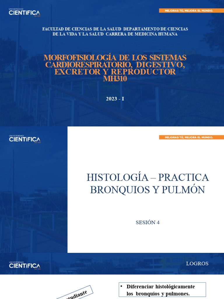 HISTOLOGIA+Sesi%C3%B3n+4+Pr%C3%A1ctica+Bronquios+y+pulm%C3%B3n | PDF ...