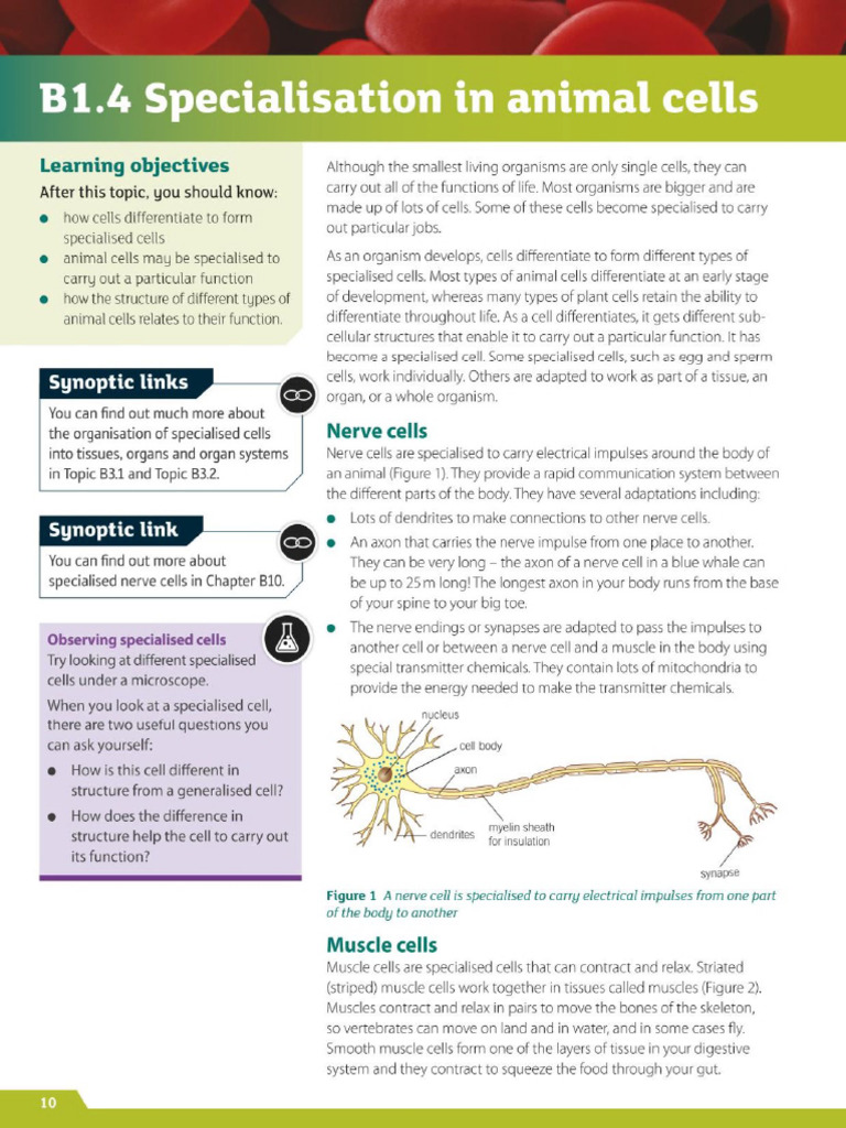 Specialization in Animal Cells | PDF