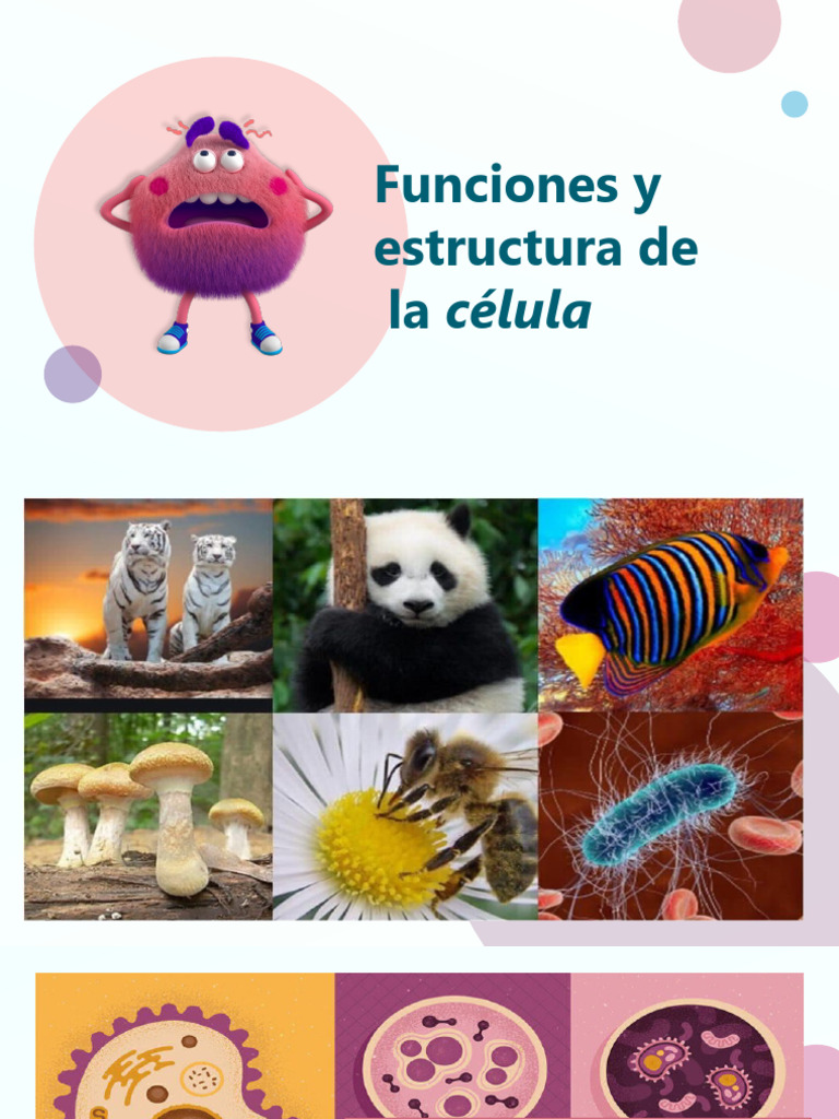 Funciones y Estructura de La Celula | PDF