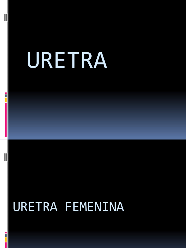 Uretra | PDF