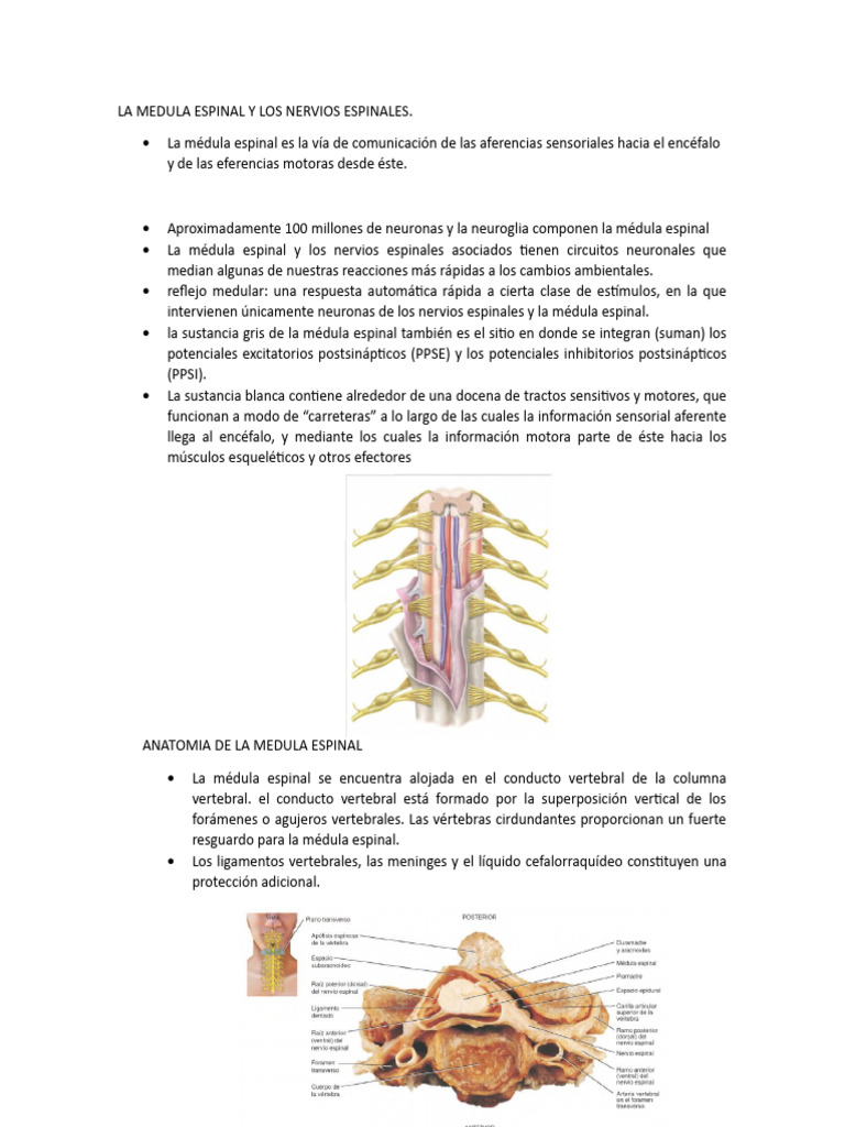 La Medula Espinal y Los Nervios Espinales | PDF | Médula espinal | Sistema nervioso