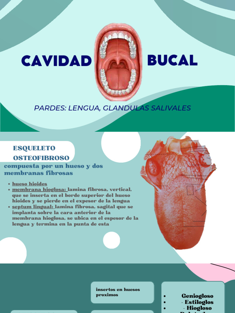 Anatomía de la Cavidad Bucal y Lengua | PDF | Lengua | Saliva