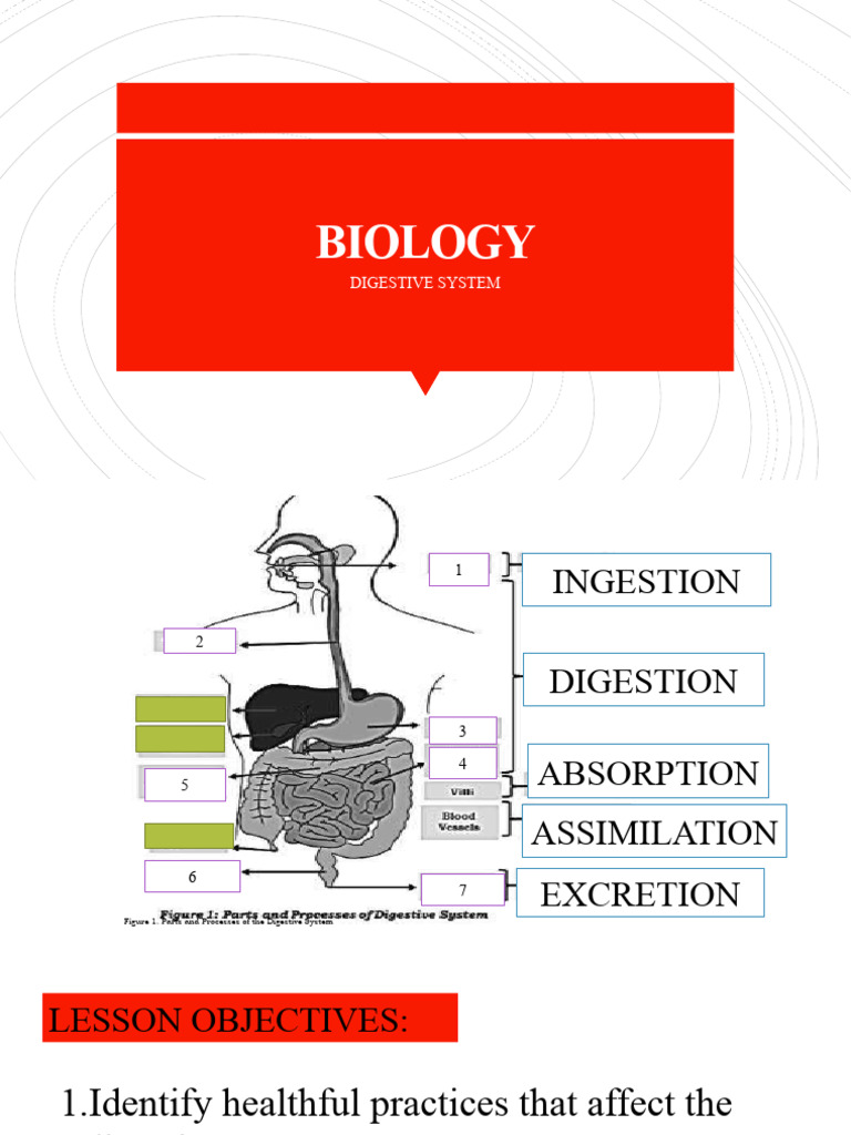 Digestive System | PDF | Digestion | Human Digestive System