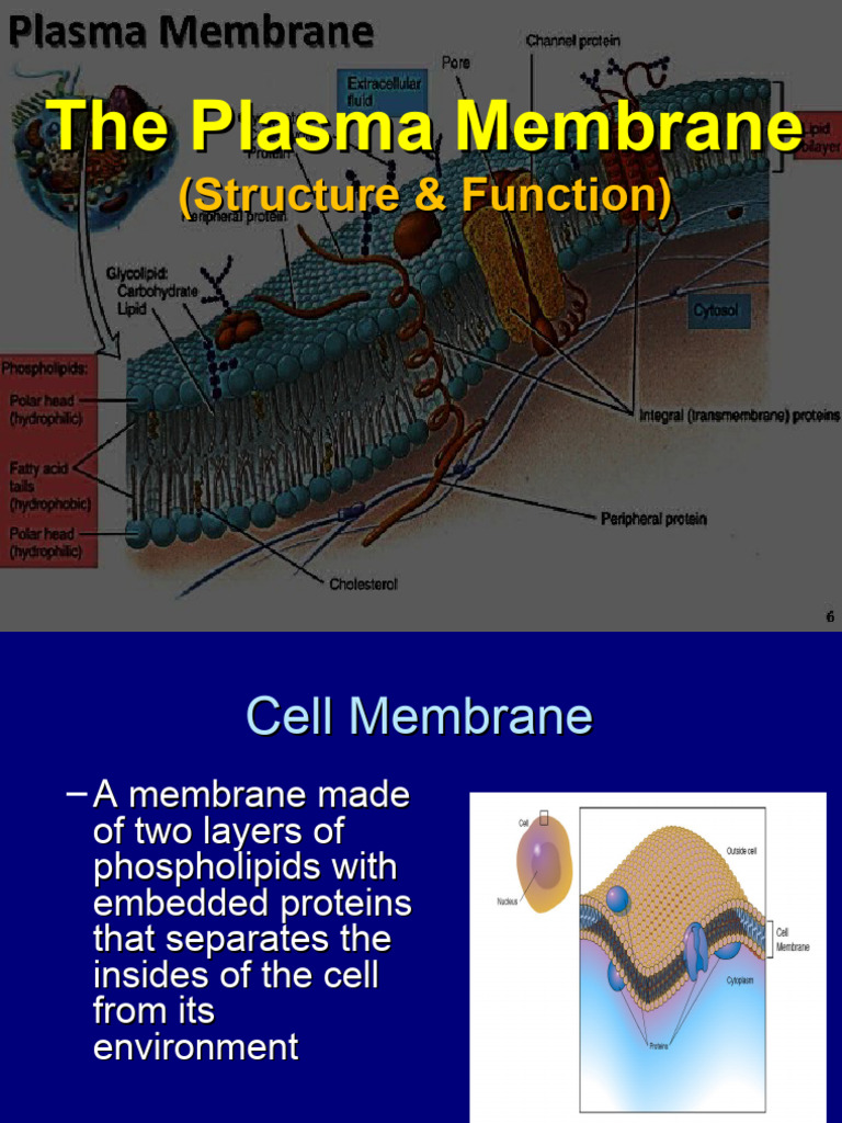 Plasma Membrane Structure and Functions | PDF | Cell Membrane | Osmosis