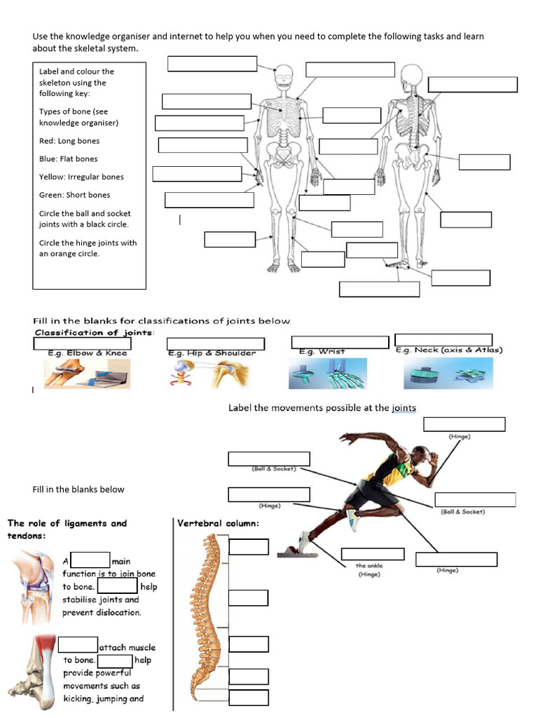 Skeletal Worksheet and KO | PDF