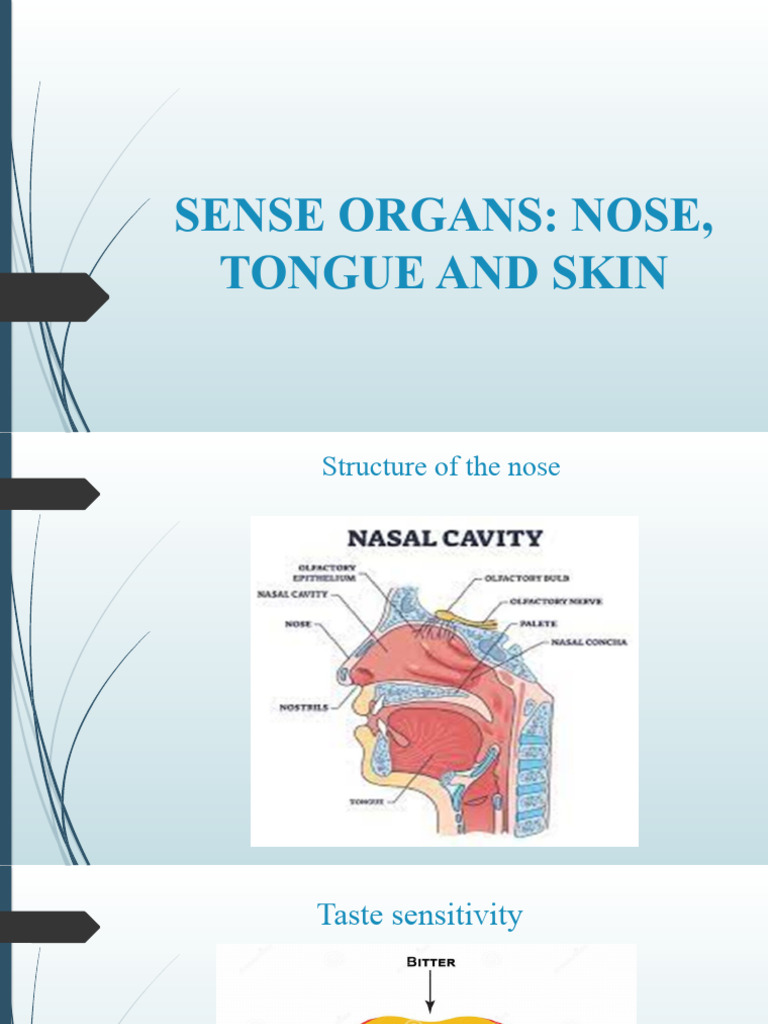 SENSEORGANS Nose, TongueandSkine3g5iy14 | PDF