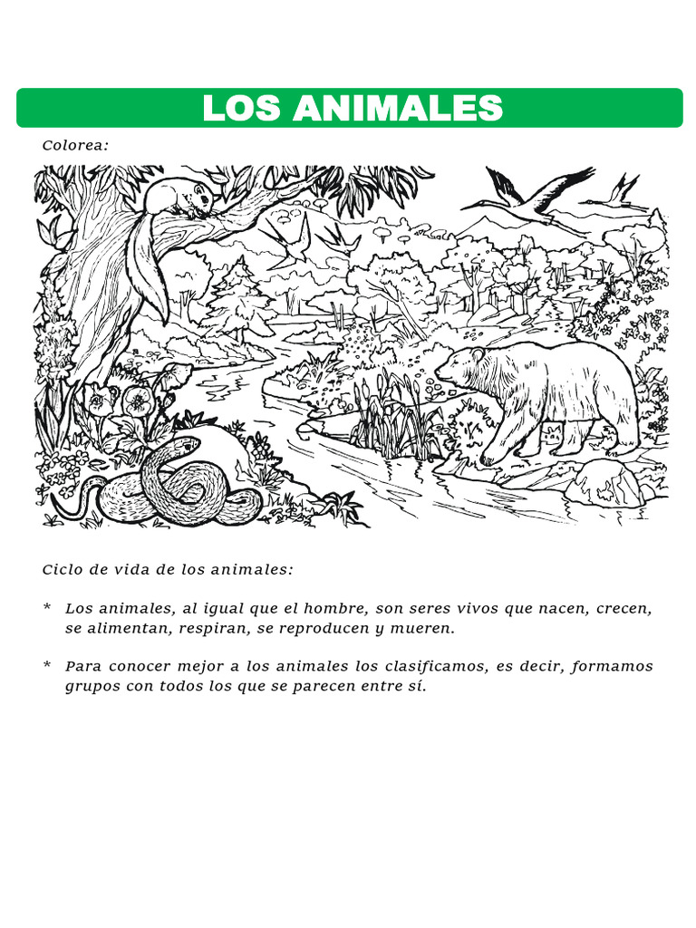 Los Animales y Su Clasificacion | PDF | Anfibio | Vertebrados
