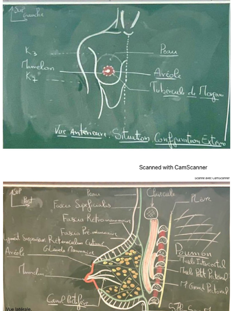 4, Glande Mammaire | PDF