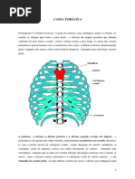 Anatomia Radiológica Do Tórax e Análise Das Imagens Torácicas | PDF ...