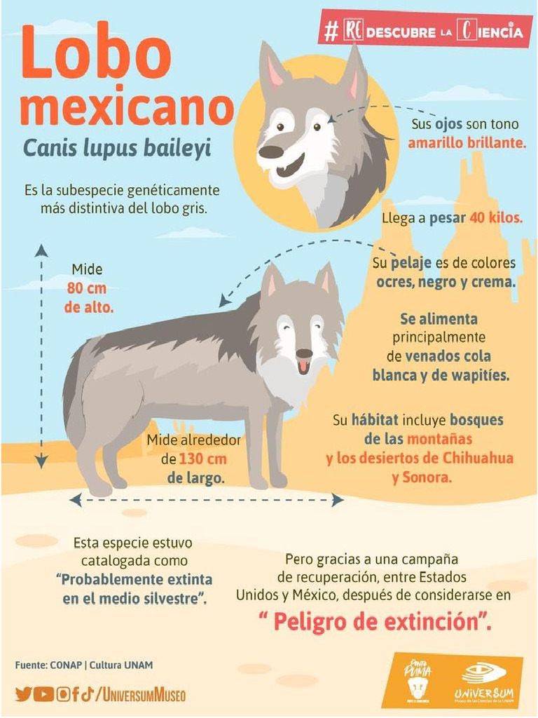 Lobo Convertir A A1 | PDF