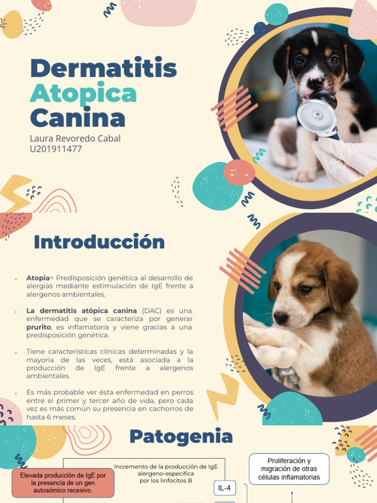 D.A.C (Dermatitis atopica canina) | PDF | Alergia | Medicina CLINICA