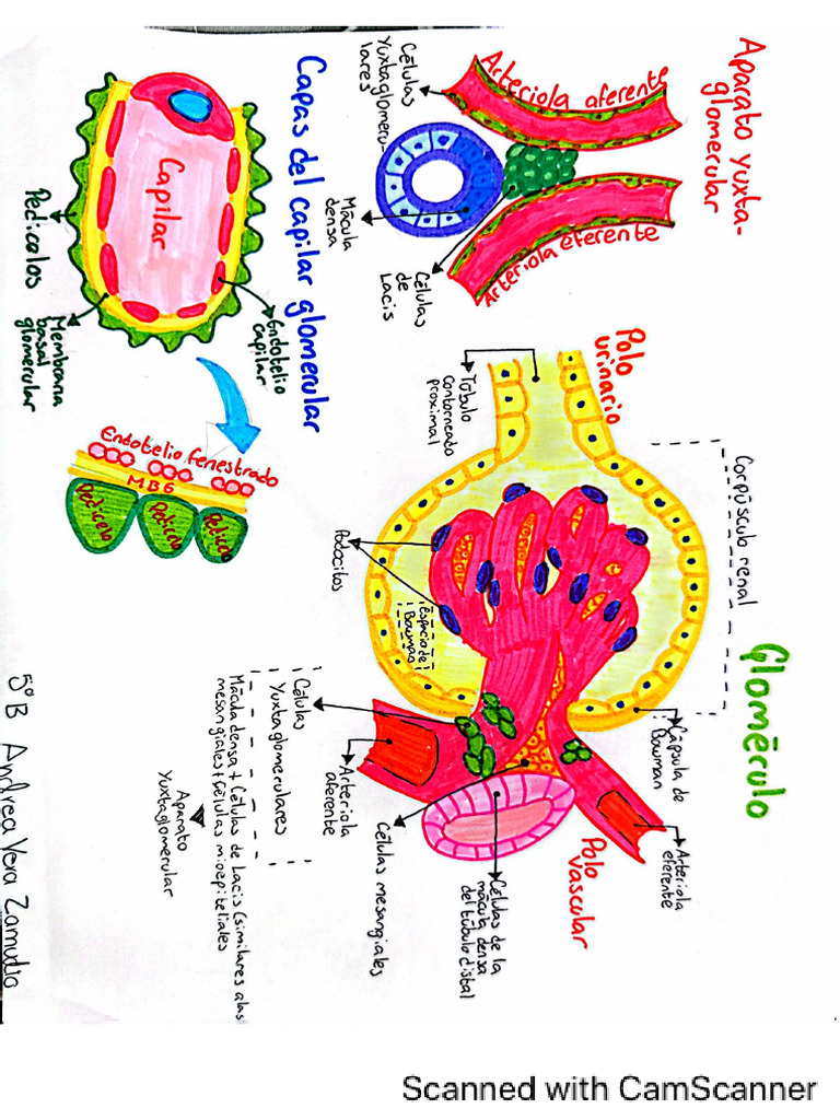 Anatomía Microscópica AVZ | PDF