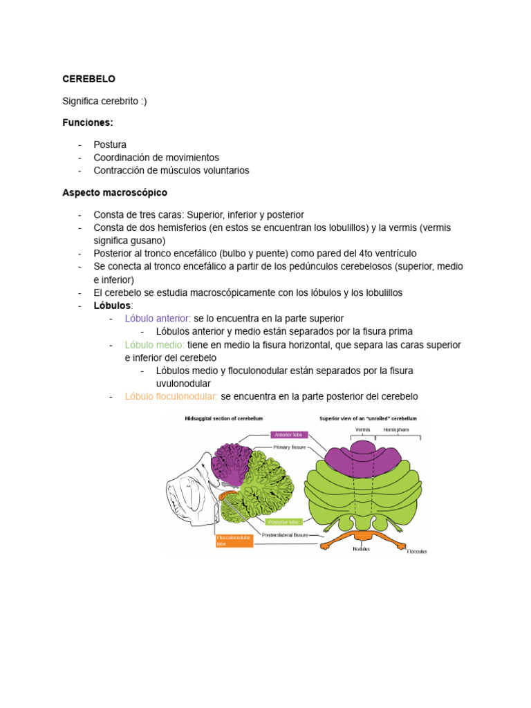 Funciones y Estructura del Cerebelo | PDF | Cerebelo | Sistema nervioso