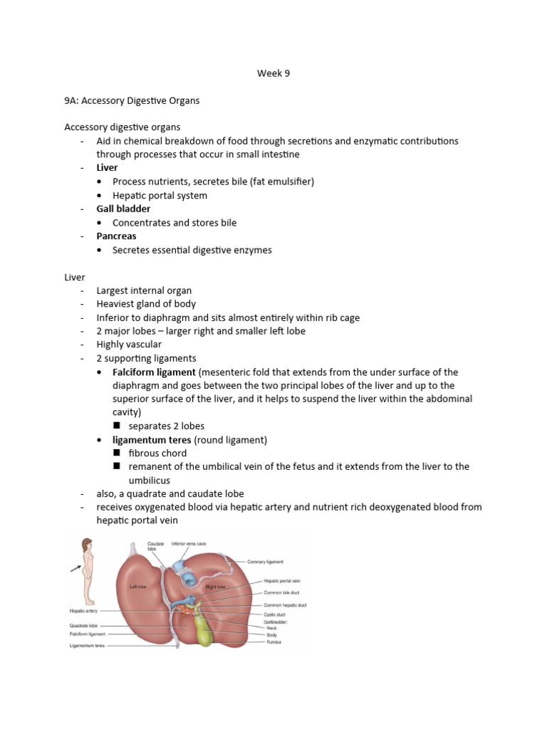 Accessory Organs of Digestion Explained | PDF | Pancreas | Liver