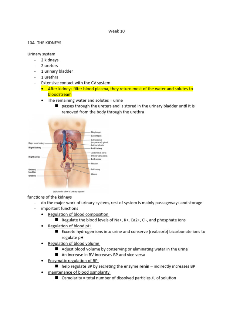 Anatomy - Kidney's | PDF | Kidney | Anatomy