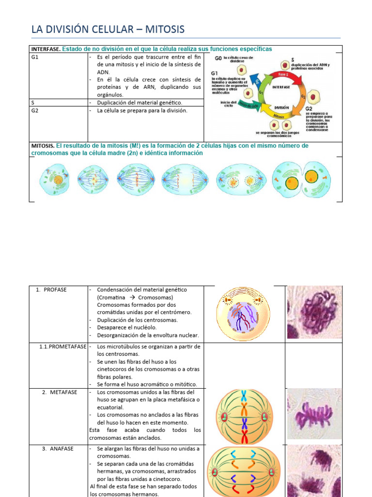 La División Celular - Mitosis | PDF | Mitosis | Histología