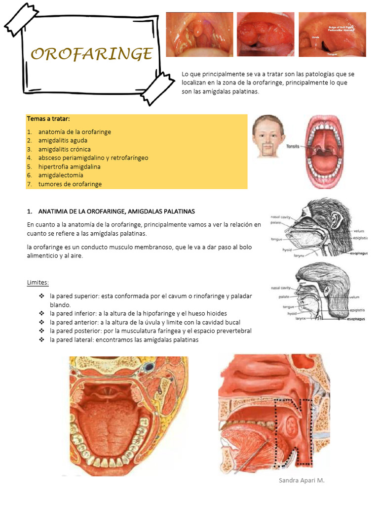 Orofaringe | PDF | Especialidades Medicas | Causas de la muerte