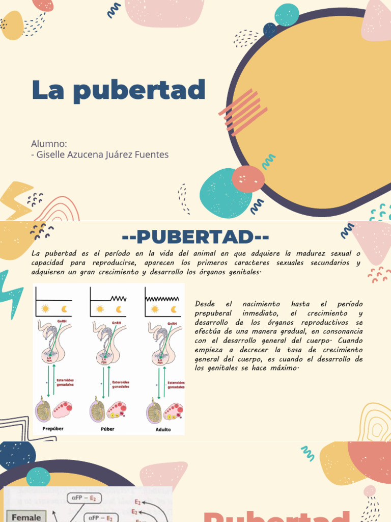 Pubertad en Hembras y Machos Animales | PDF | Testículo | Hormona ...