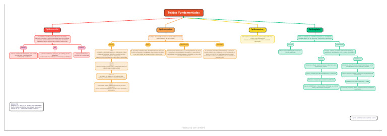 Mapa Conceptual de Tejidos Fundamentales | PDF | Tejido conectivo | Músculo esquelético