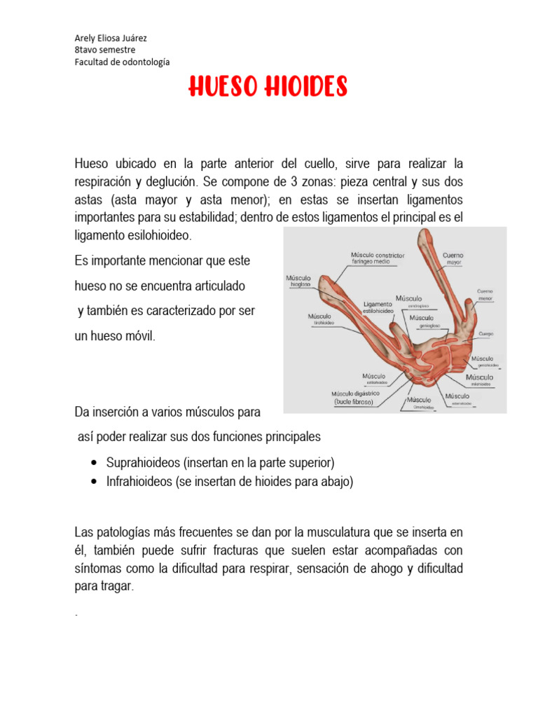 Hueso Hioides | PDF