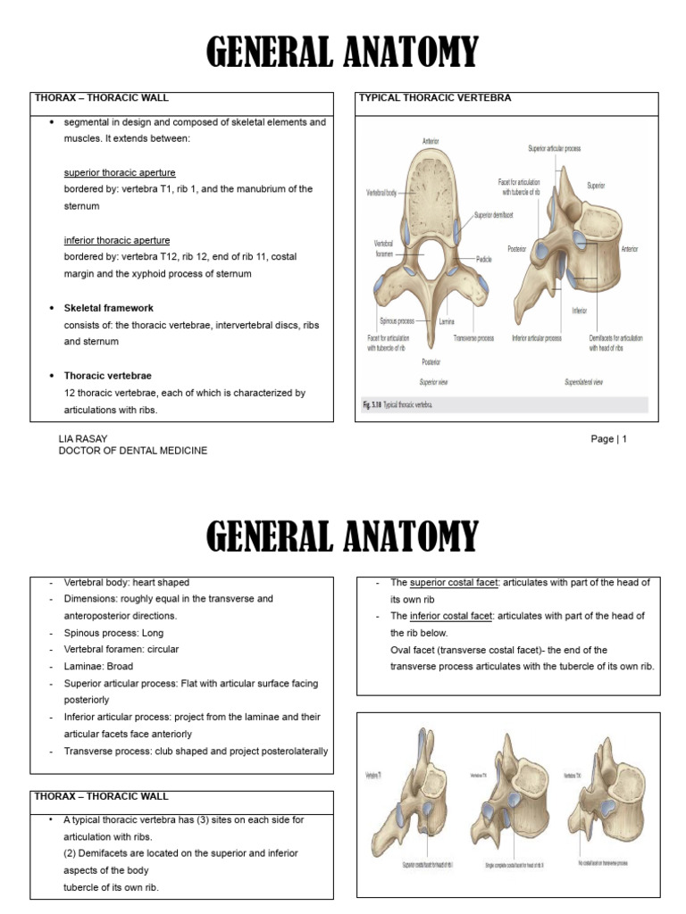 Thoracic Wall Notes | PDF | Vertebra | Skeletal System