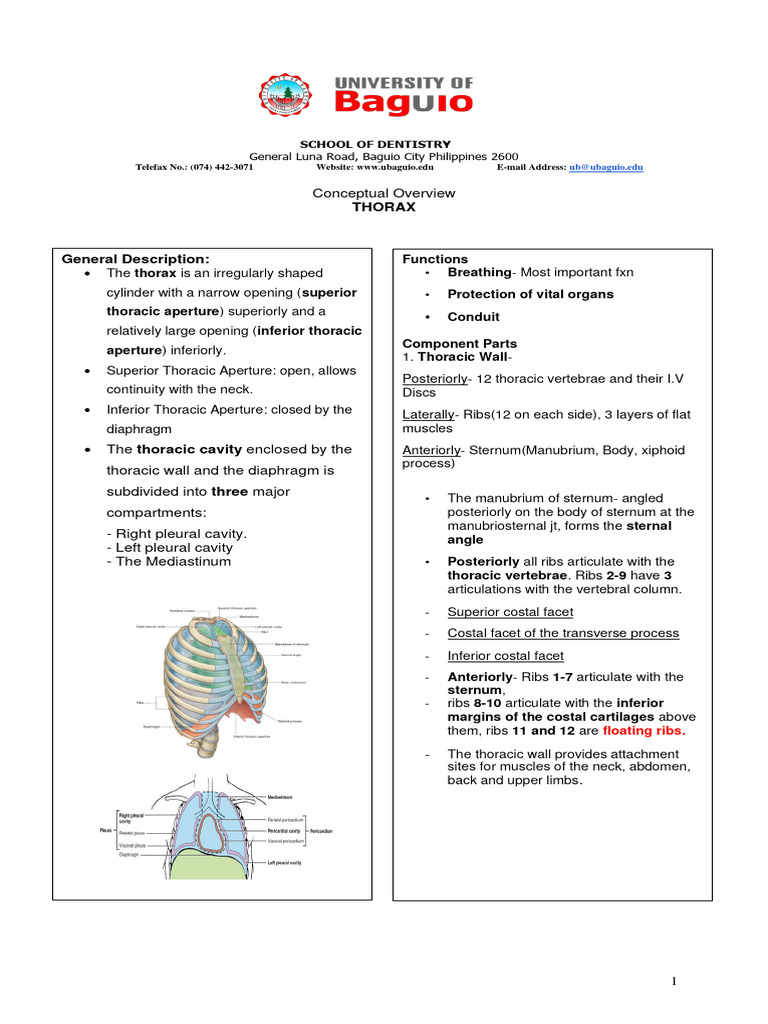 Thorax - Overview | PDF | Thorax | Vein