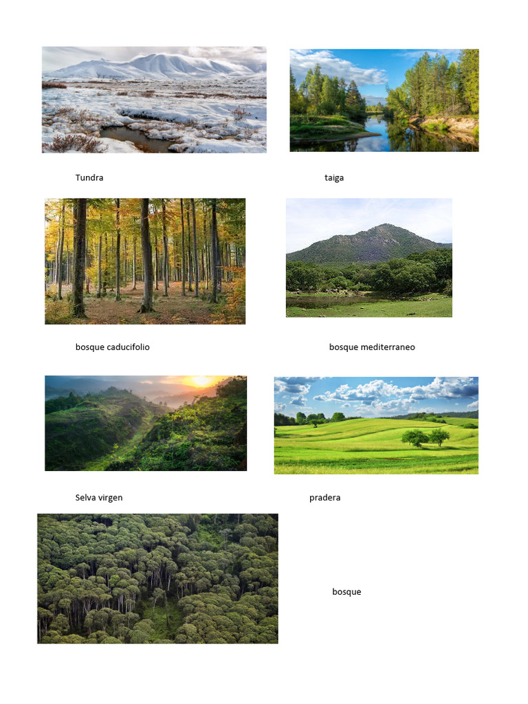 Tipos de Biomas: Tundra y Bosques | PDF