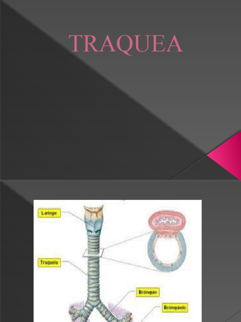 TRAQUEA | PDF | Tos | Enfermedades y trastornos