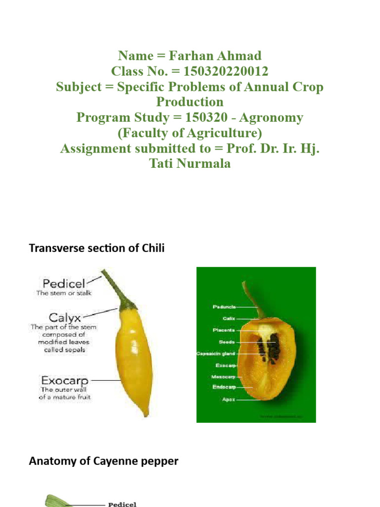 Transverse Sections of Chilli | PDF