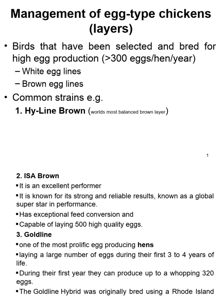 Egg-Laying Chicken Management Guide | PDF | Chicken | Egg