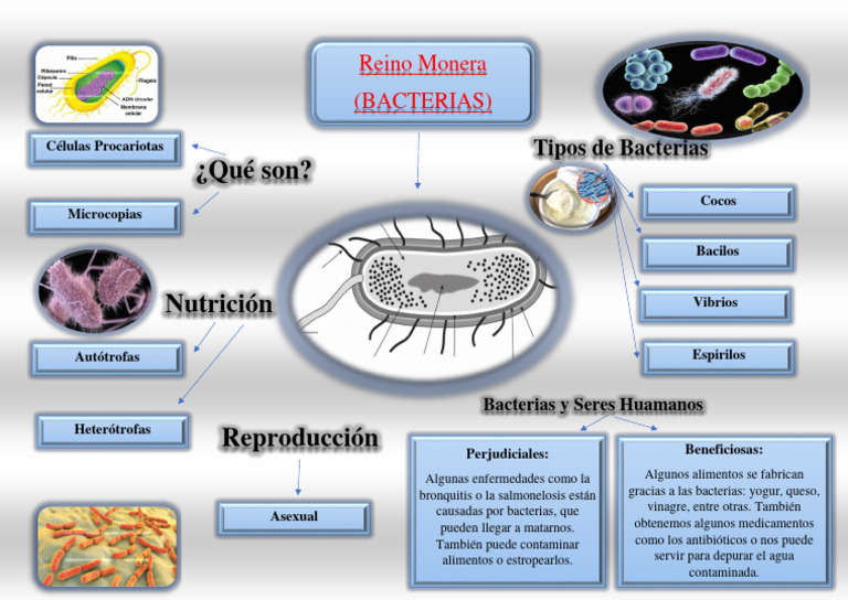 Características y Ejemplos del Reino Monera | PDF