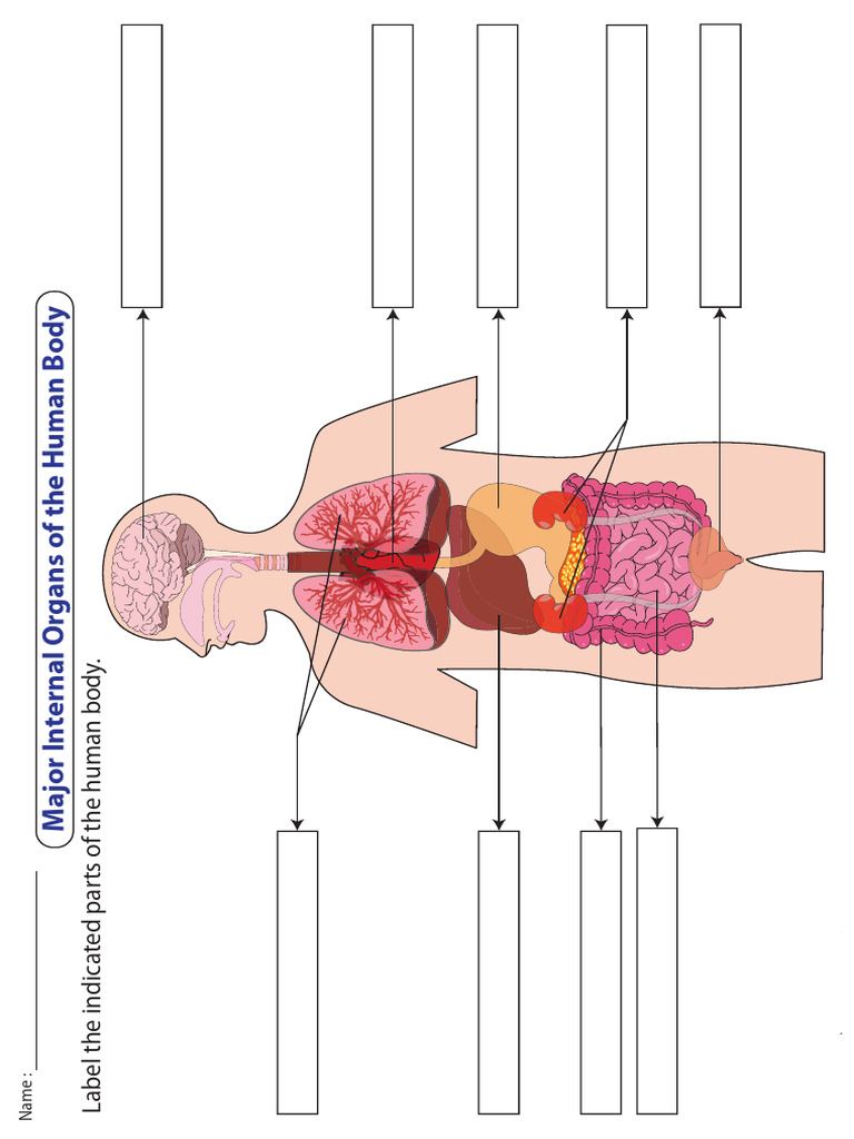 Kids' Body Organs Worksheet | PDF | Wellness