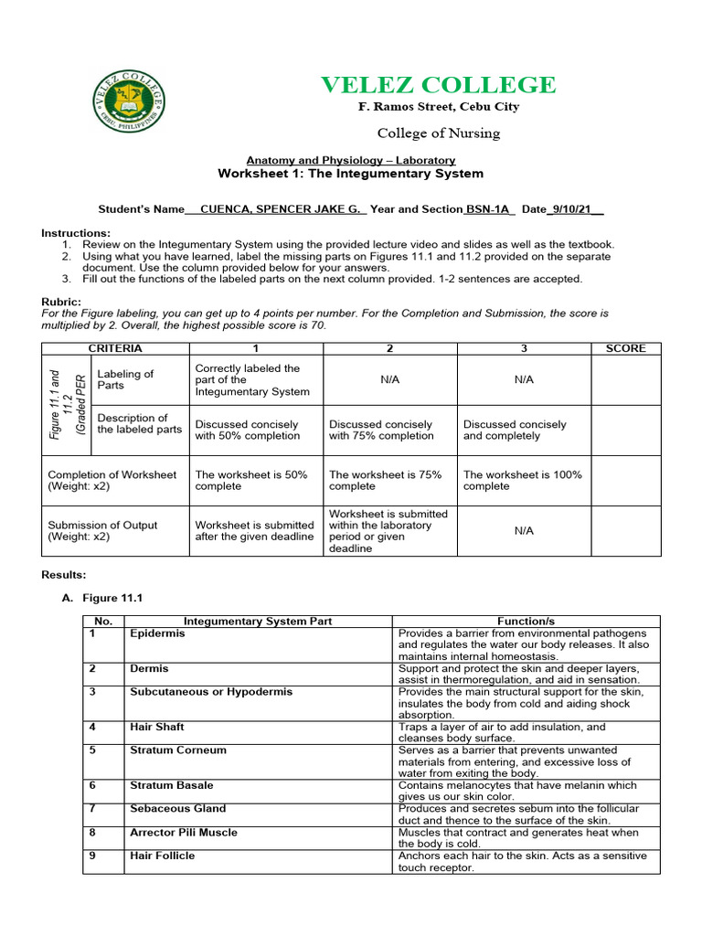 Integumentary System Worksheet 1 Pdf Skin Integumentary System
