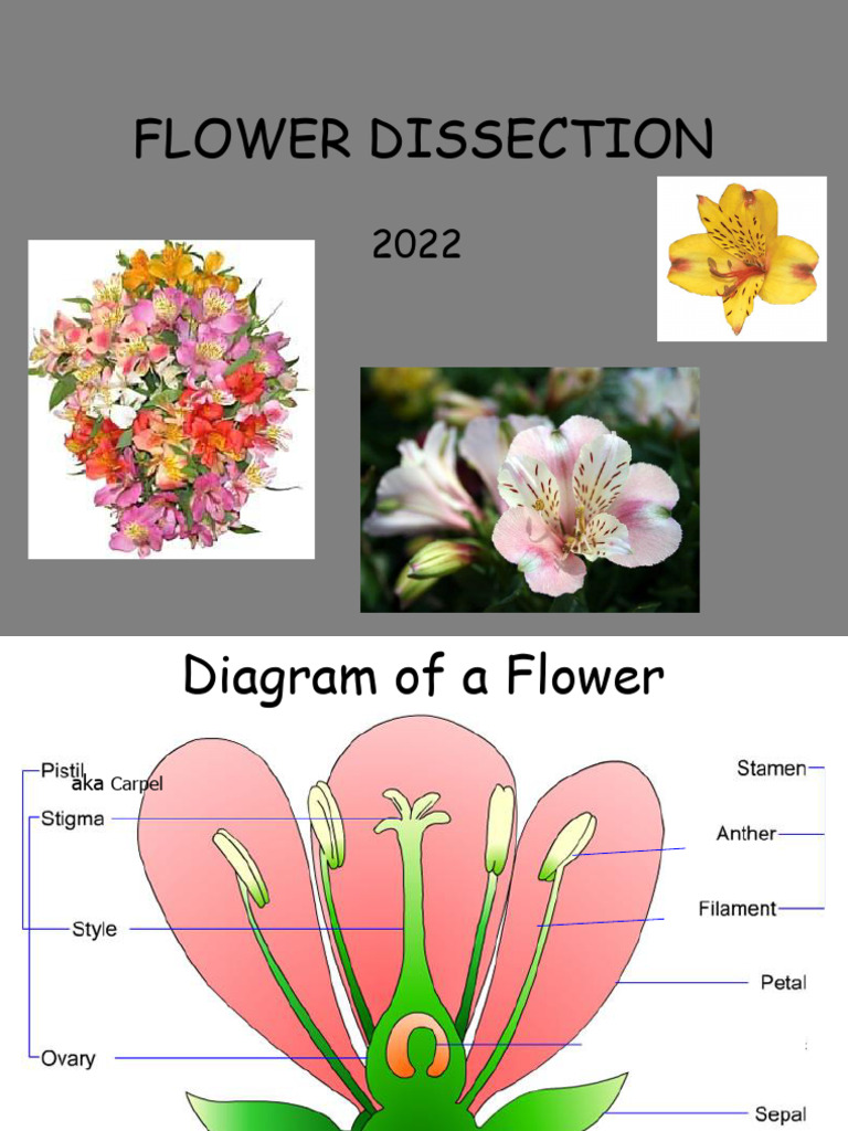 Flower Dissection and Pollination Guide | PDF