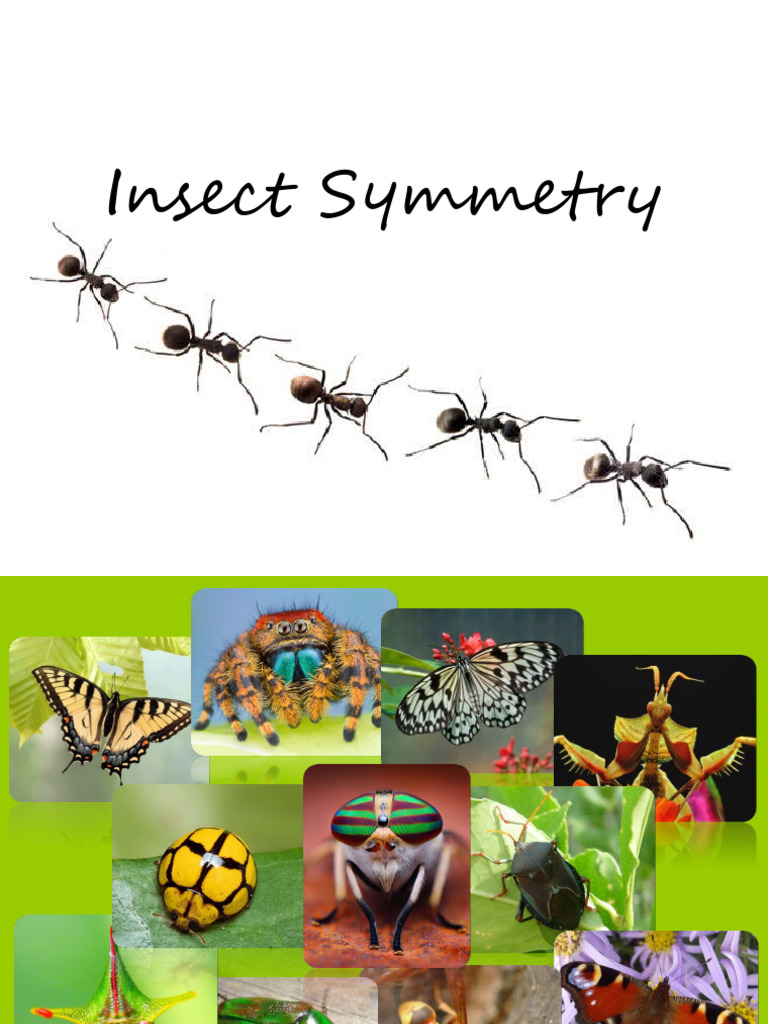 Insect Symmetry Coloring Pages | PDF | Art