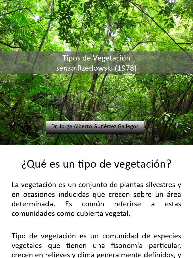 Tipos de Vegetación | PDF | Zona tropical | Arboles