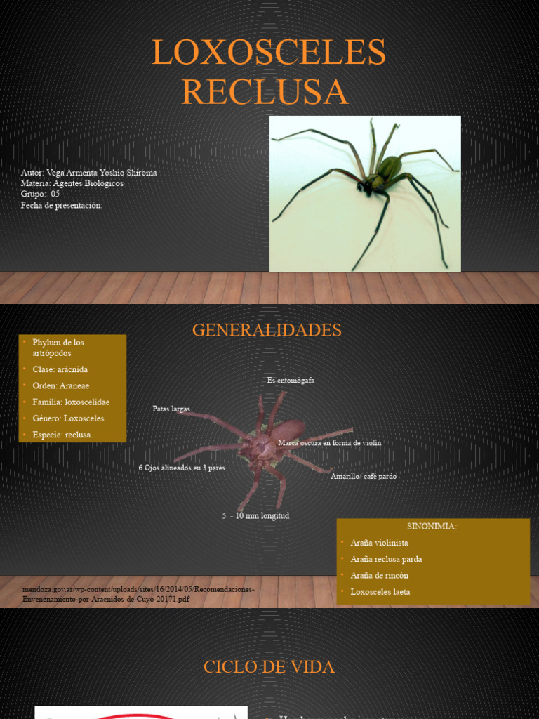 Loxosceles Reclusa | PDF | Medicina CLINICA | Especialidades Medicas