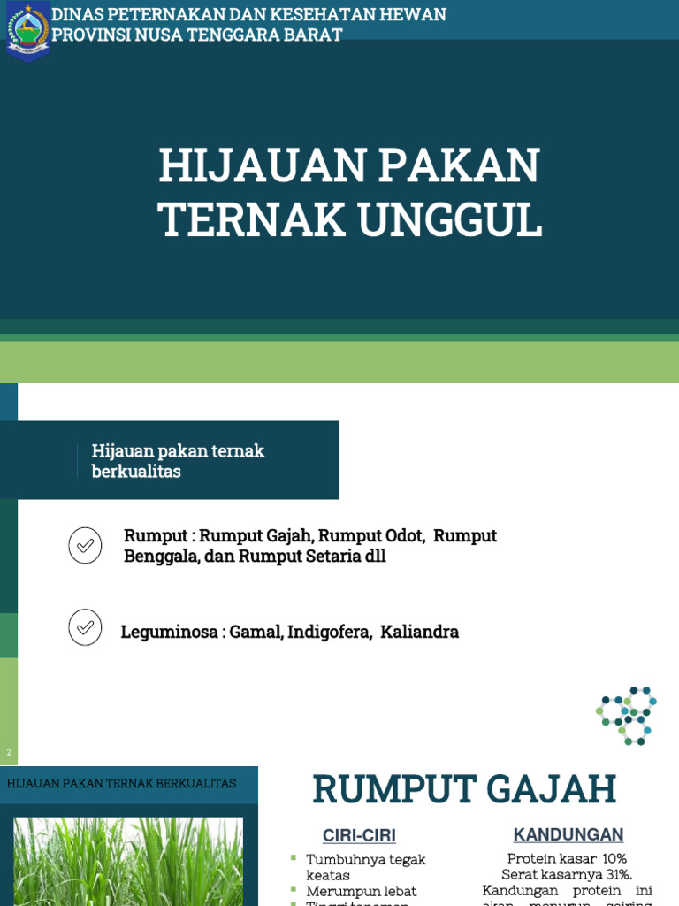 Hijauan Pakan Ternak Berkualitas NTB | PDF
