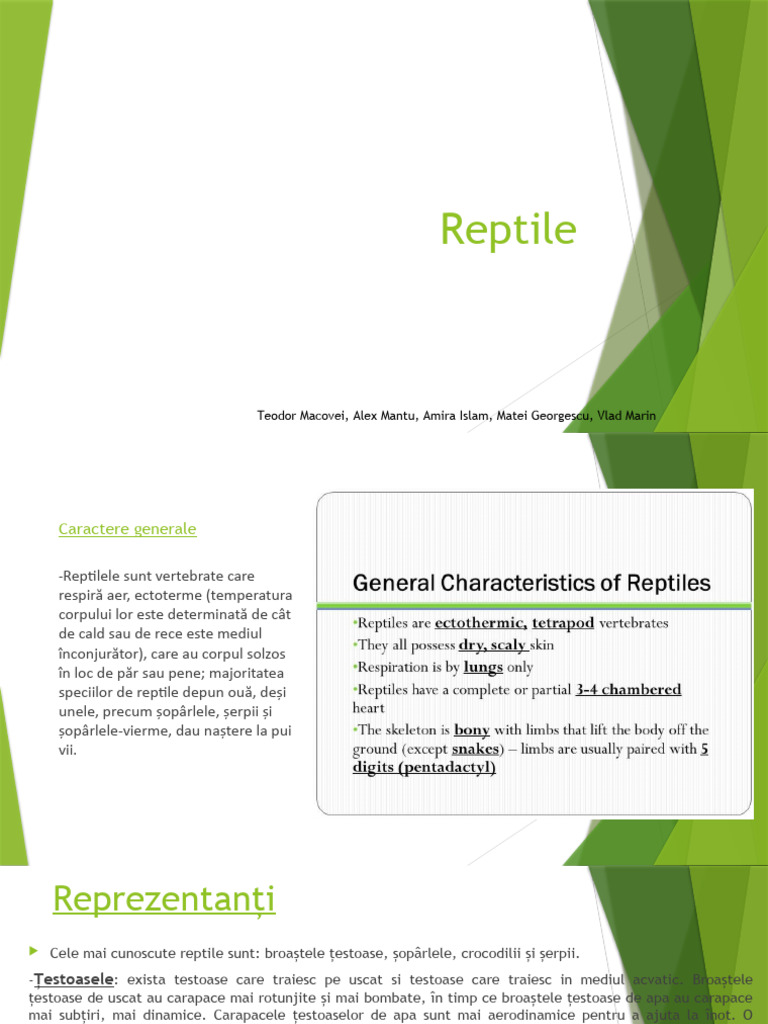 Reptile Power Point | PDF