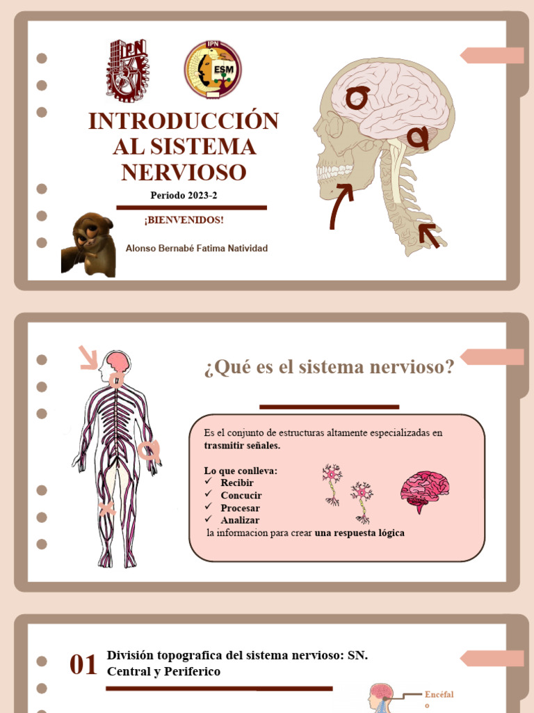 Generalidades Del Sistema Nervioso | PDF | Sistema nervioso | Neurona