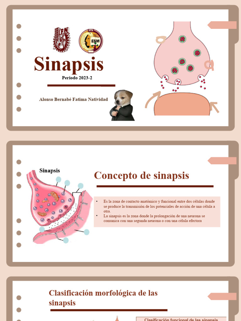 SINAPSIS | PDF | Sinapsis | Sinapsis química
